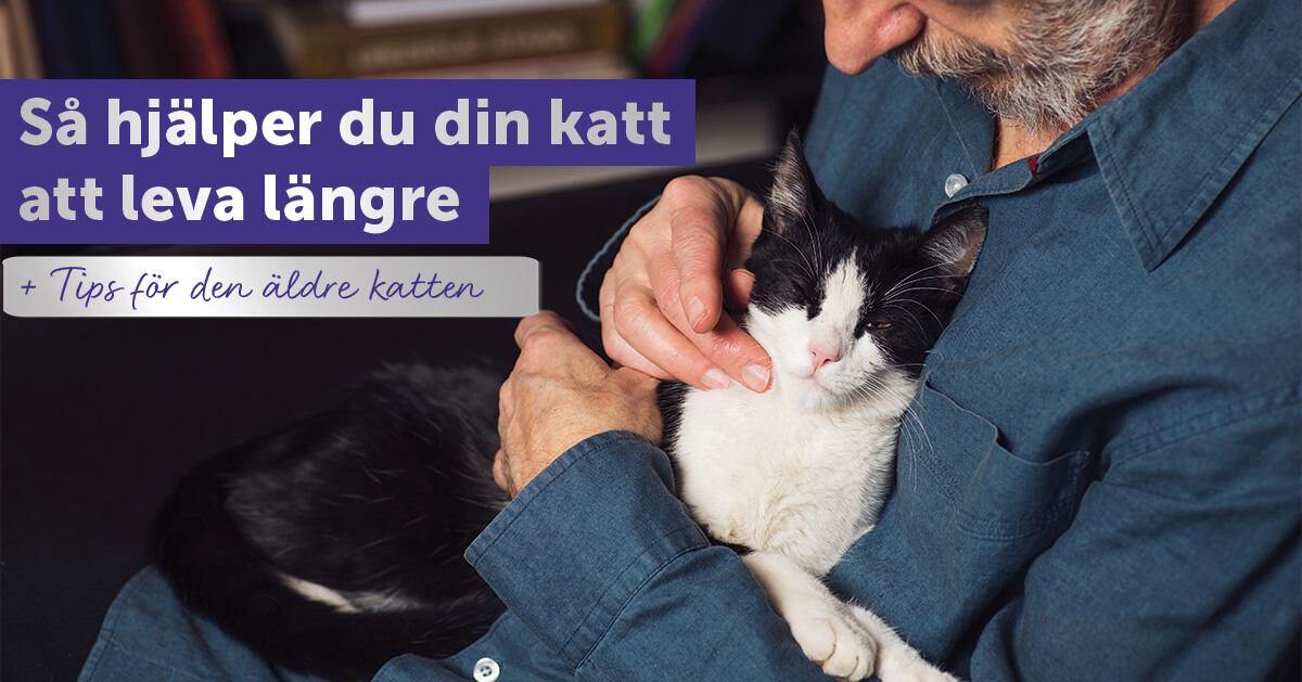 Så hjälper du din katt att leva längre och tips för den äldre katten